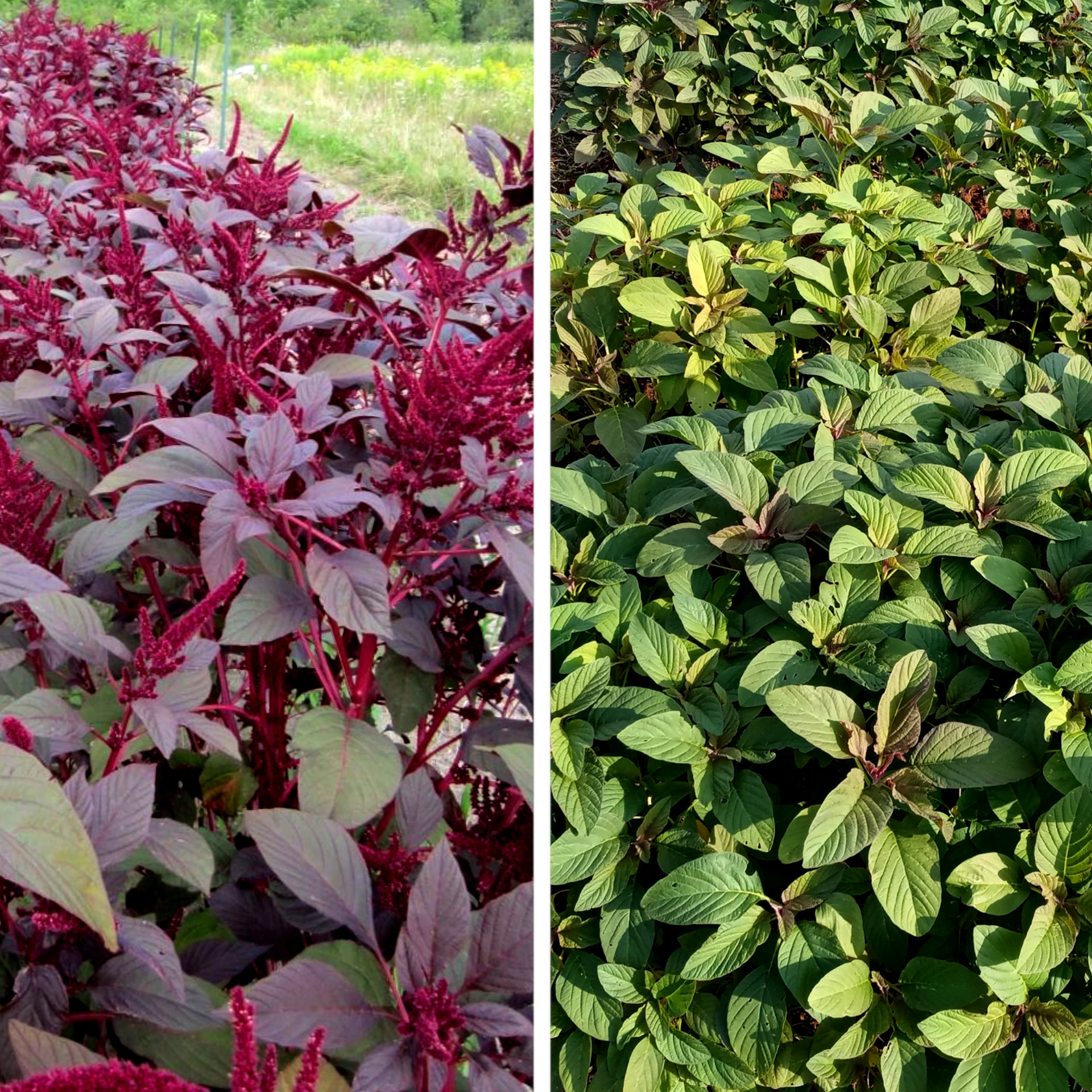 Bhaji Saag: Nutrient-Rich Wild Greens for Sustainable Food Chain - The ...