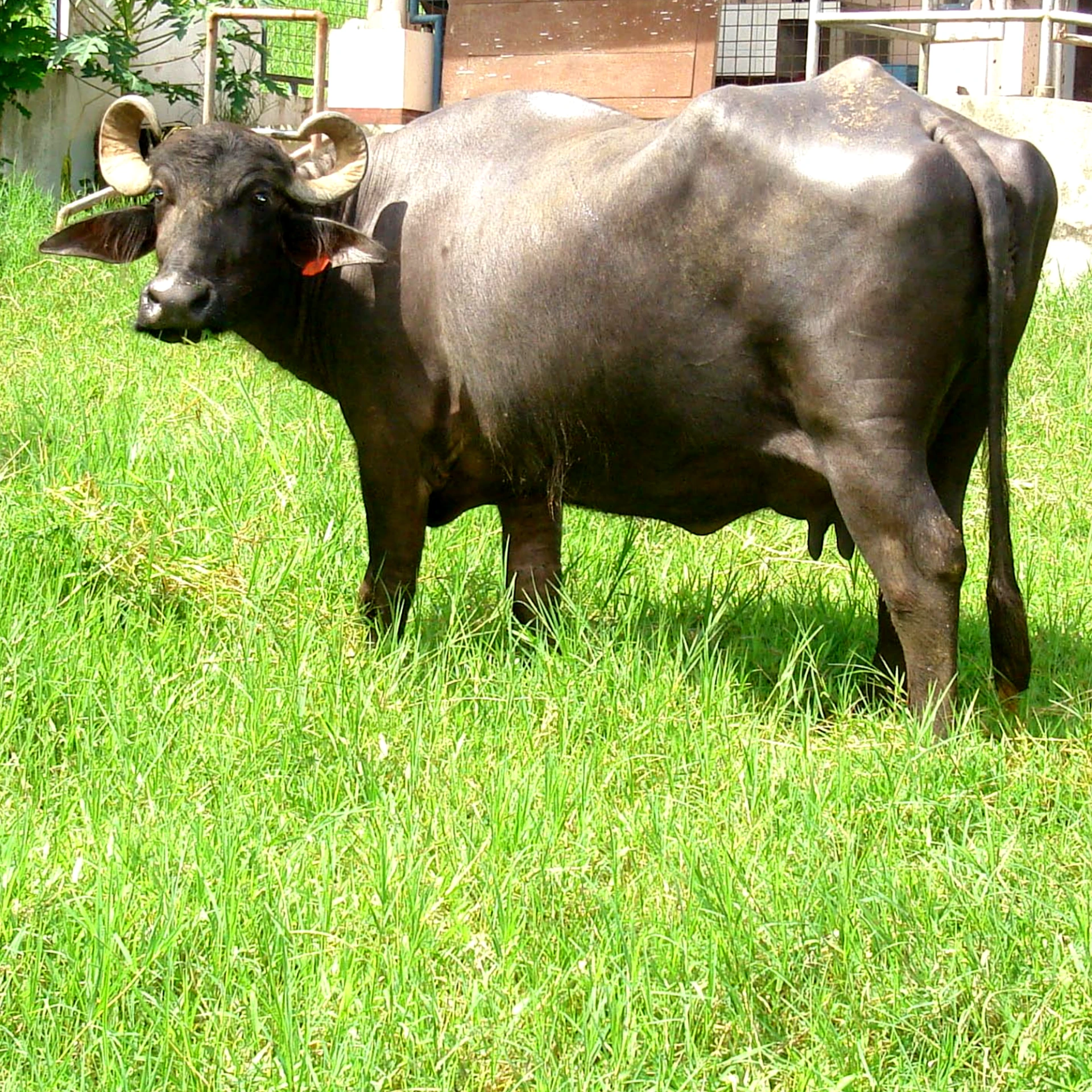 The Murrah Buffalo: Black Gold of India - The Civil India