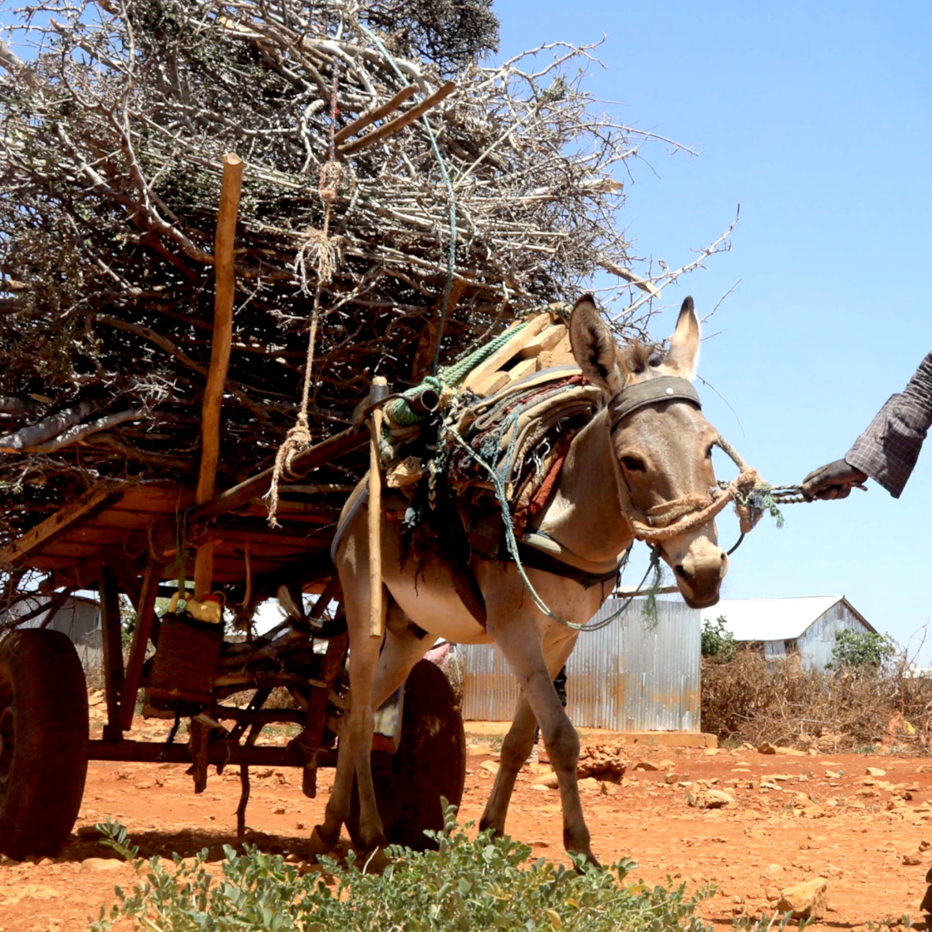 The Donkey: India’s Forgotten Laborer and Ecological Ally - The Civil India