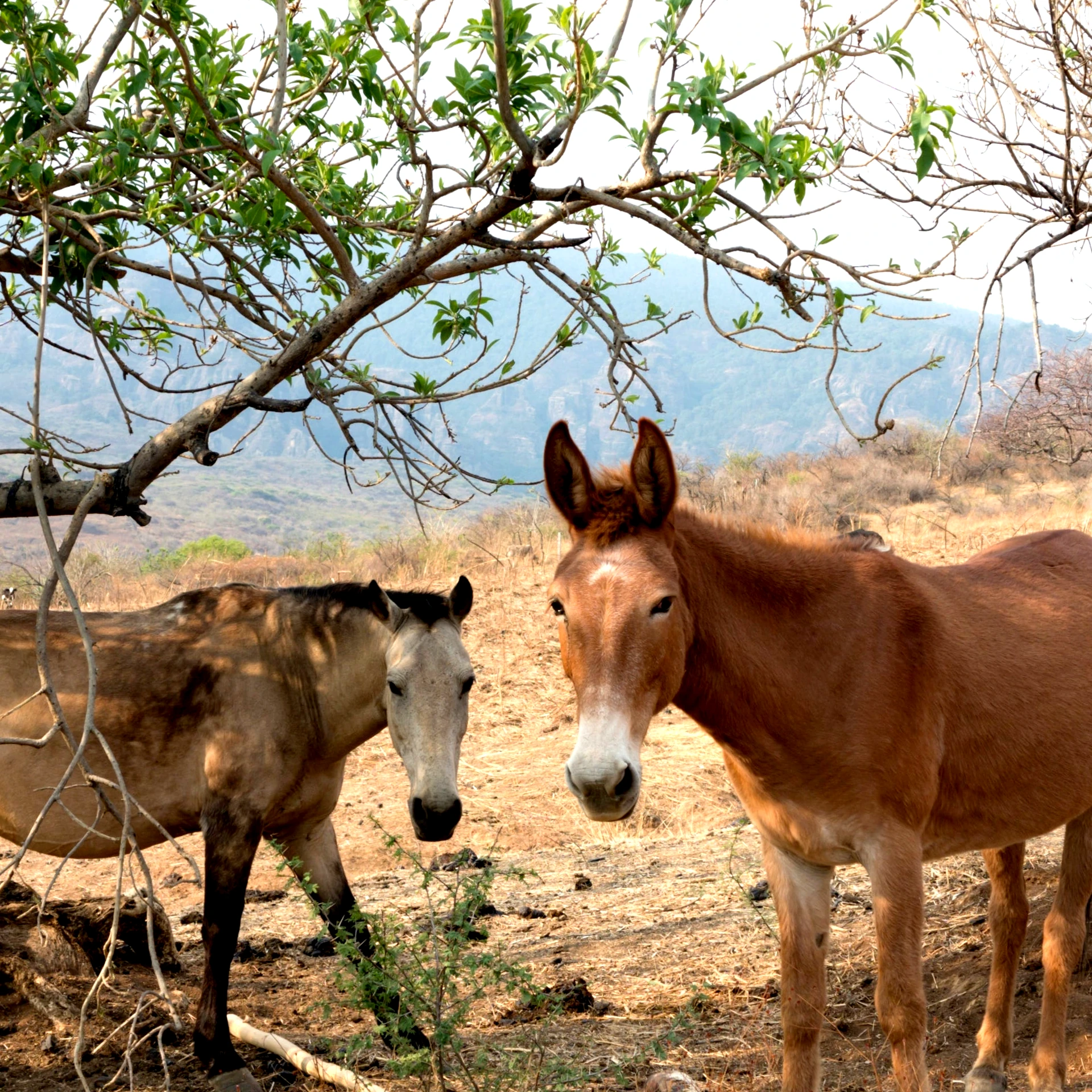 The Mule: India’s Silent Carrier of Strength, Endurance & Forgotten ...