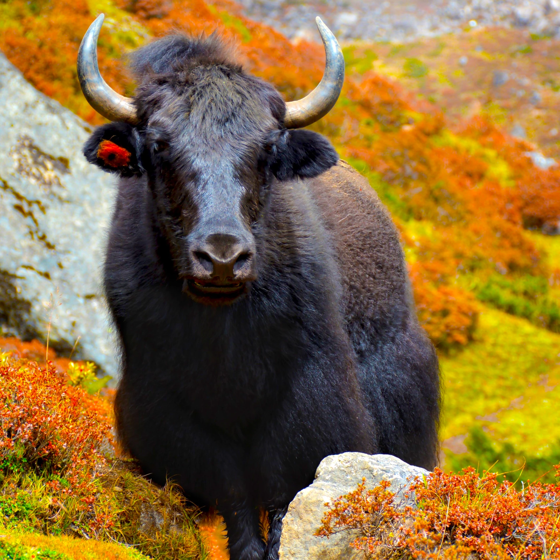 The Yak: India’s High-Altitude Guardian and Cultural Treasure - The ...