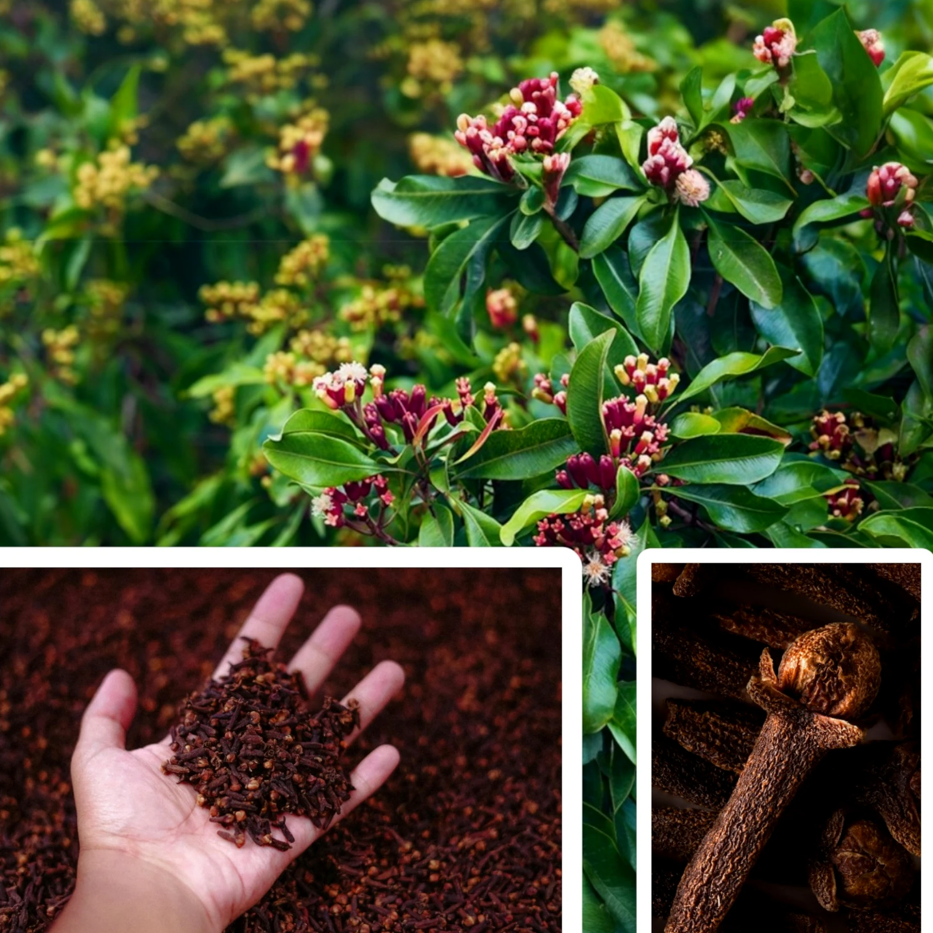 Lavanga (Clove) in Ayurveda: Medicinal, Nutritional Value and ...