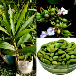 Lavanga (Clove) in Ayurveda: Medicinal, Nutritional Value and ...