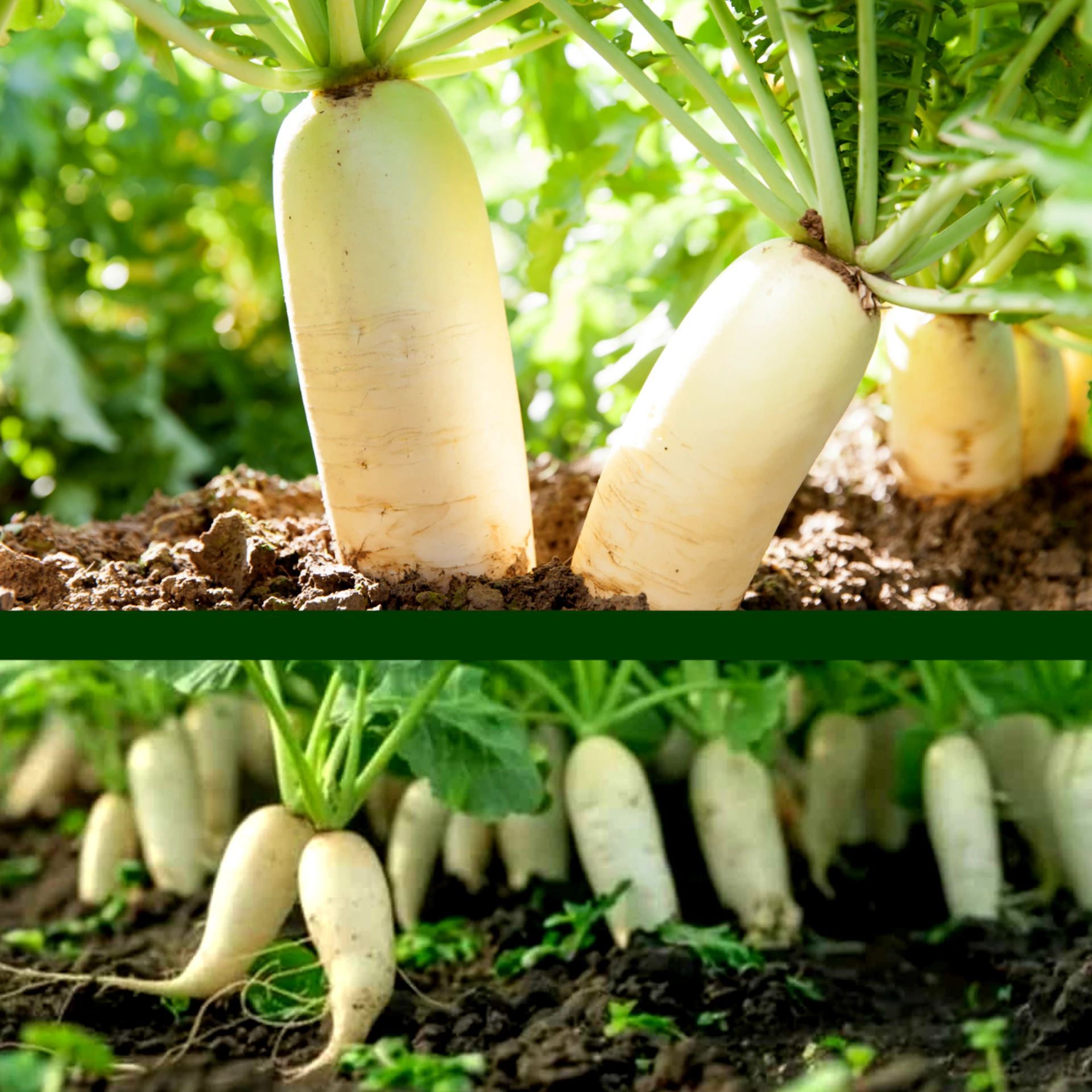 Radish (Muli/Redi/Mula): Nutrition, Ayurvedic Benefits, Culinary Uses ...