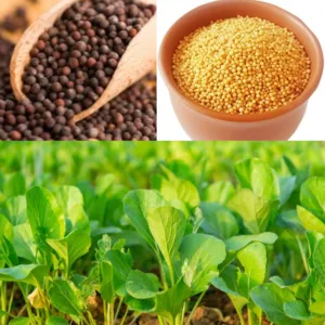 Sarson (Mustard) in Ayurveda: Health Benefits, Nutrition & Sustainable ...