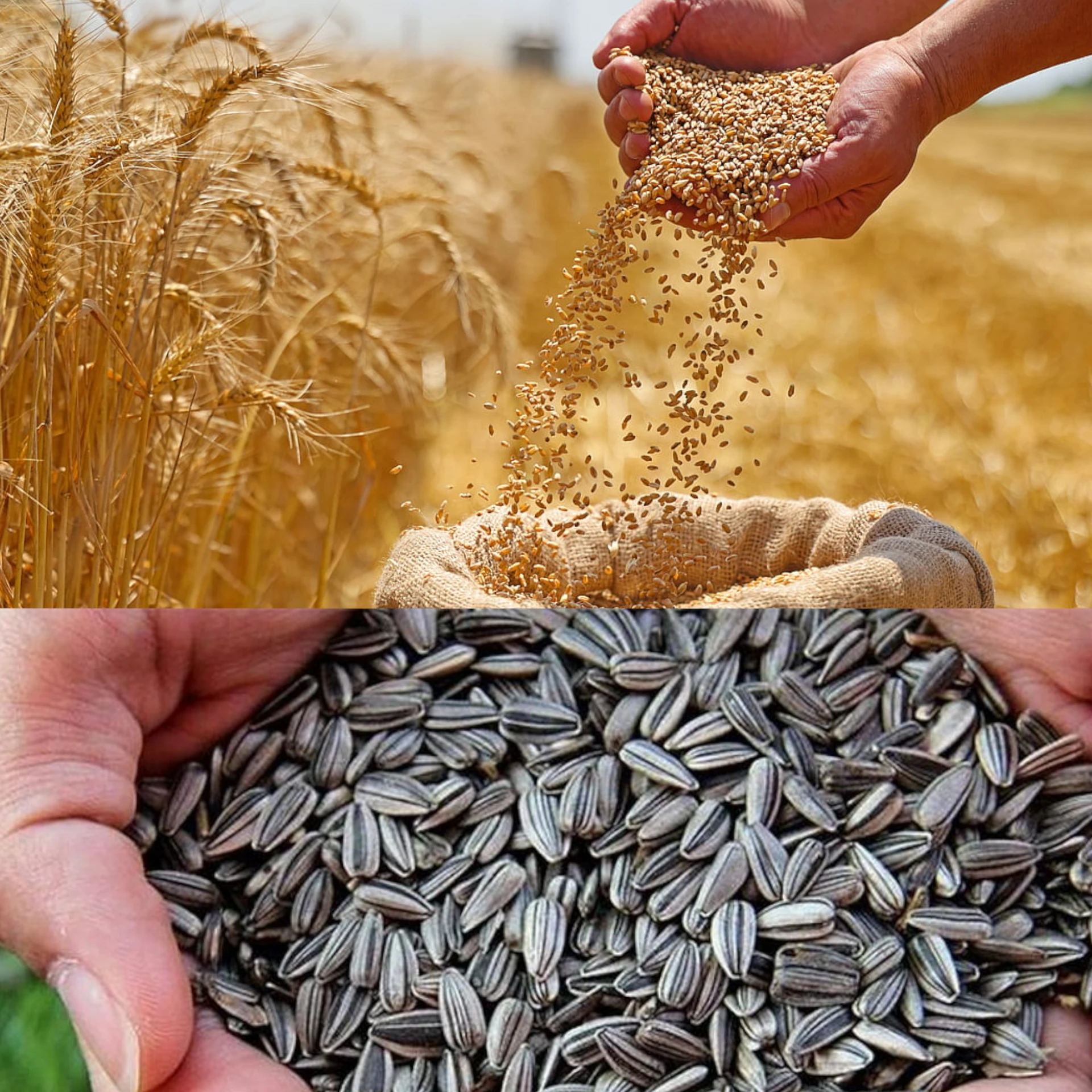 Seed Bill 2025 Archives - The Civil India